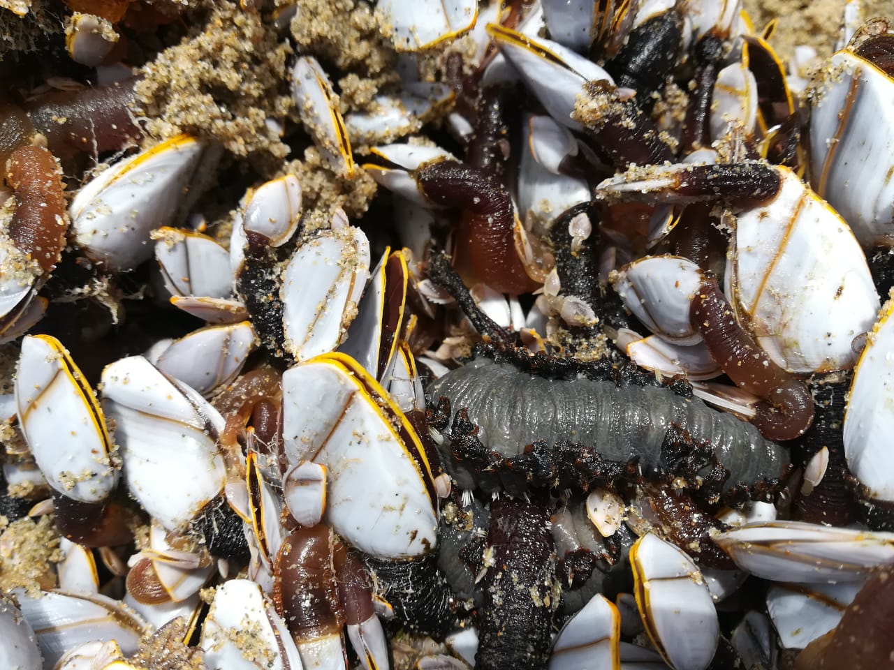 Goose Barnacles - Oystercatcher Trail